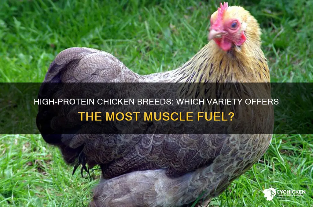 High-Protein Chicken Breeds: Which Variety Offers The Most Muscle Fuel ...