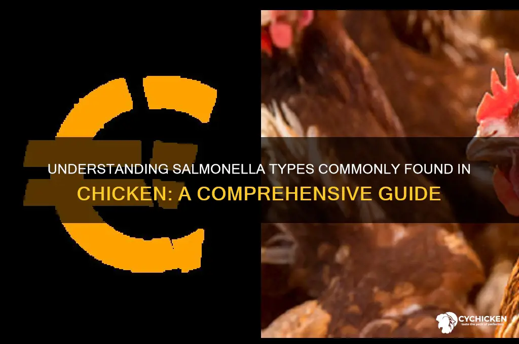 Understanding Salmonella Types Commonly Found In Chicken: A ...