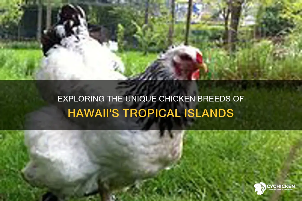 Exploring The Unique Chicken Breeds Of Hawaii's Tropical Islands ...