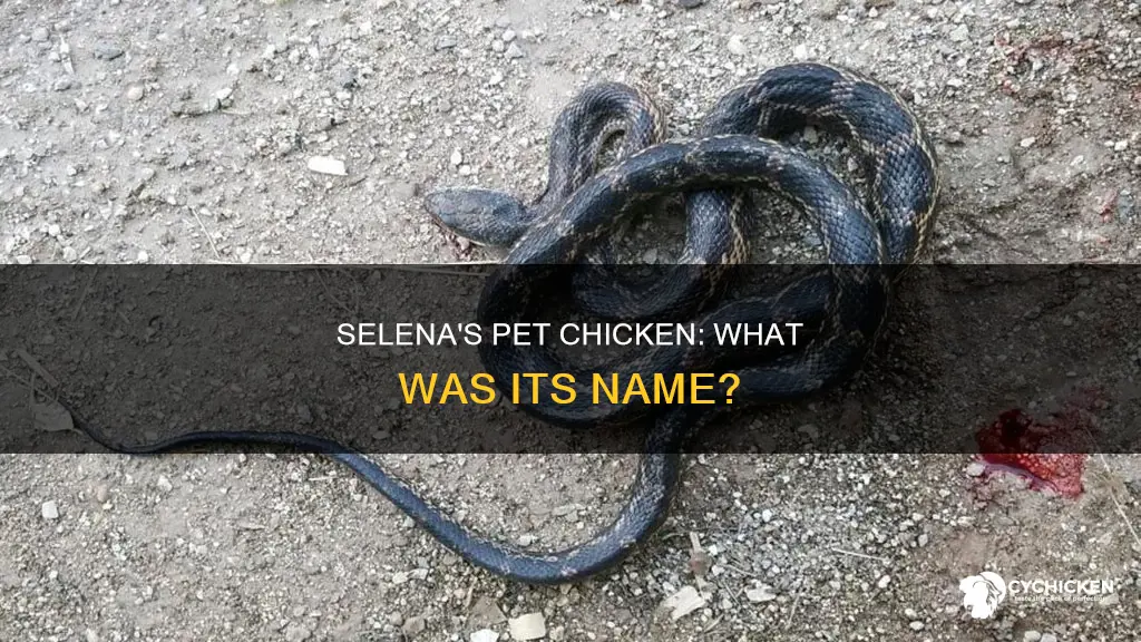 Selena's Pet Chicken: What Was Its Name? | CyChicken