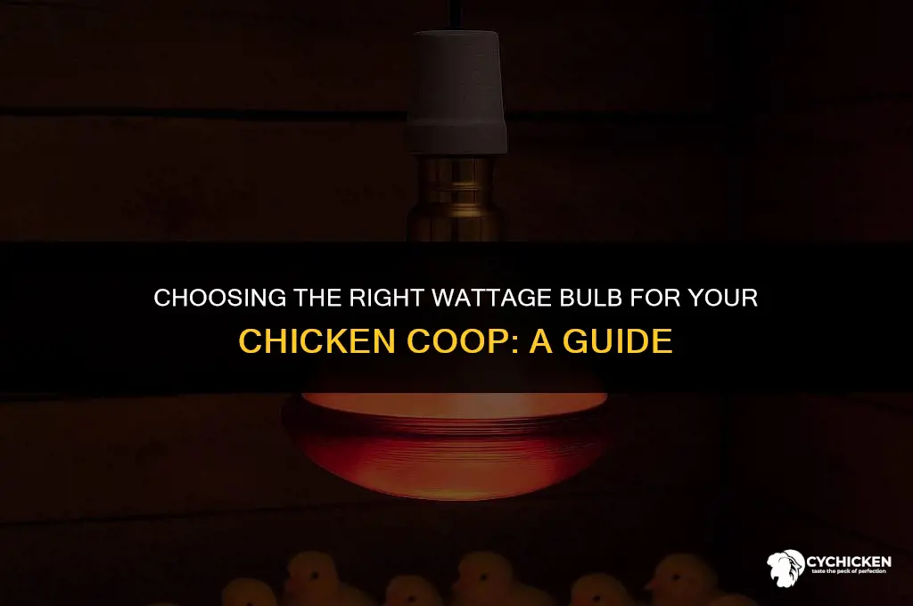 Choosing The Right Wattage Bulb For Your Chicken Coop: A Guide | CyChicken