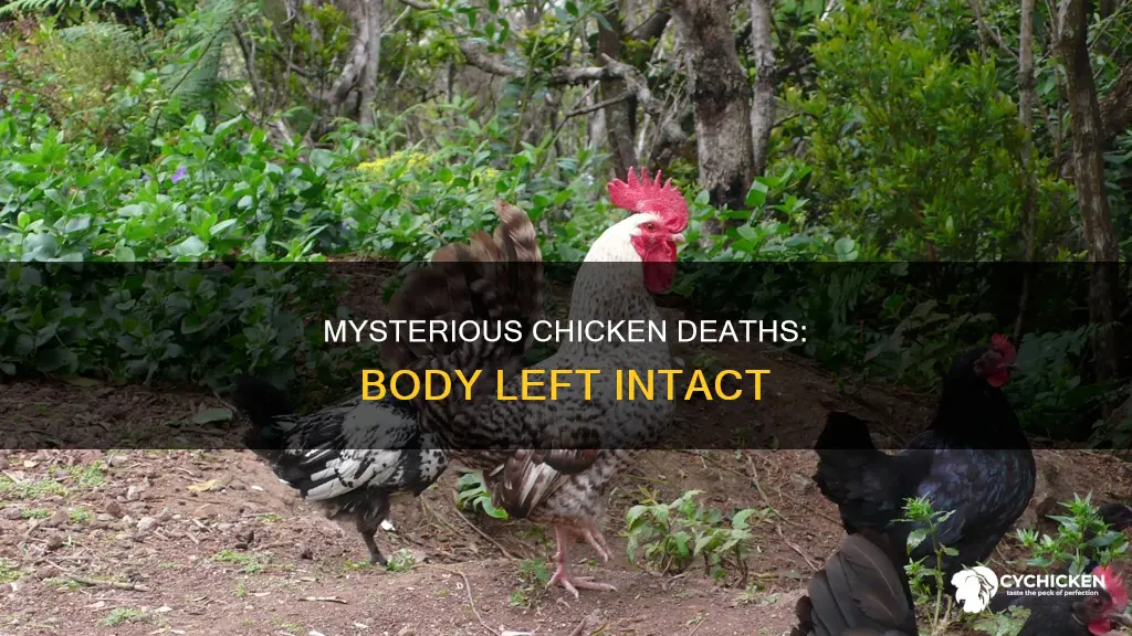 Mysterious Chicken Deaths: Body Left Intact | CyChicken