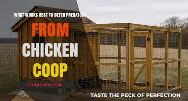 Effective Strategies To Keep Predators Away From Your Chicken Coop ...