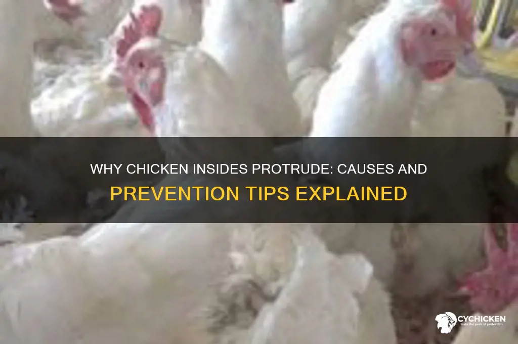 Why Chicken Insides Protrude: Causes And Prevention Tips Explained ...