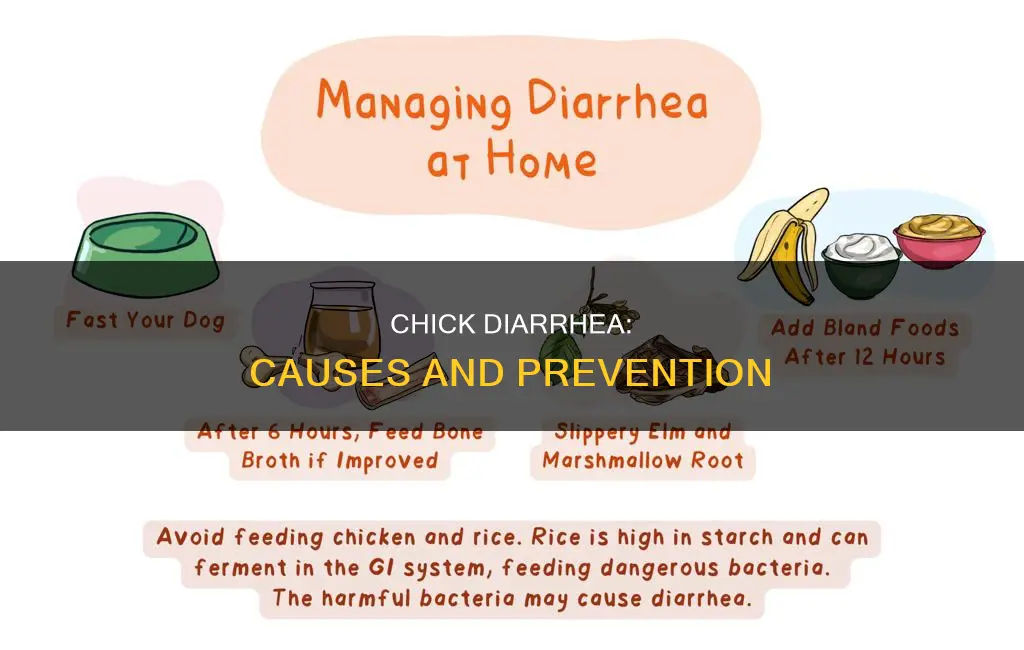 Chick Diarrhea: Causes And Prevention | CyChicken