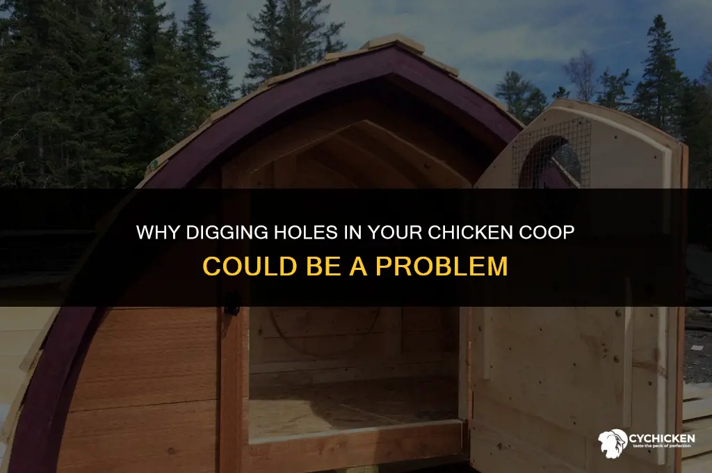 Why Digging Holes In Your Chicken Coop Could Be A Problem | CyChicken