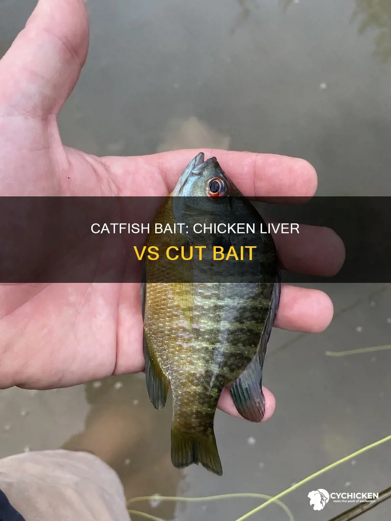 Catfish Bait: Chicken Liver Vs Cut Bait | CyChicken