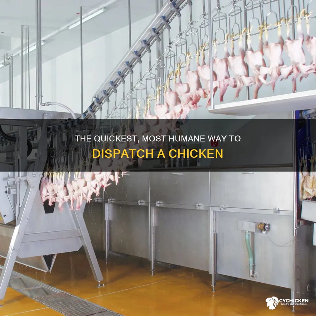 The Quickest, Most Humane Way To Dispatch A Chicken | CyChicken