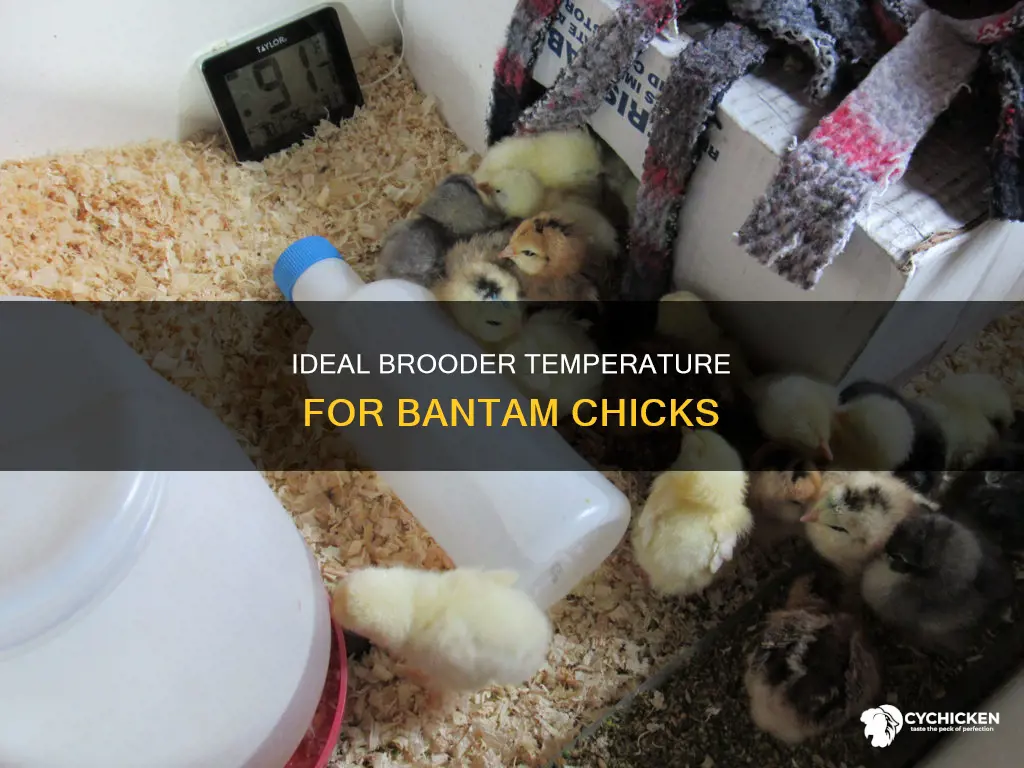Ideal Brooder Temperature For Bantam Chicks | CyChicken
