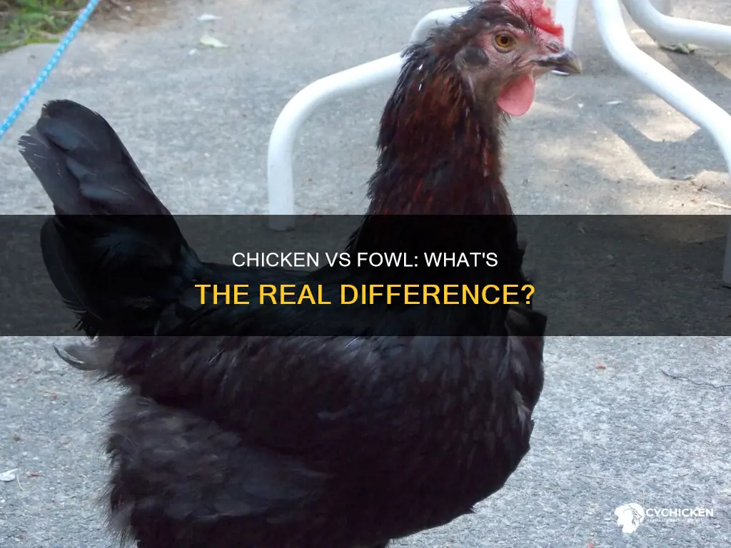 Chicken Vs Fowl: What's The Real Difference? | CyChicken