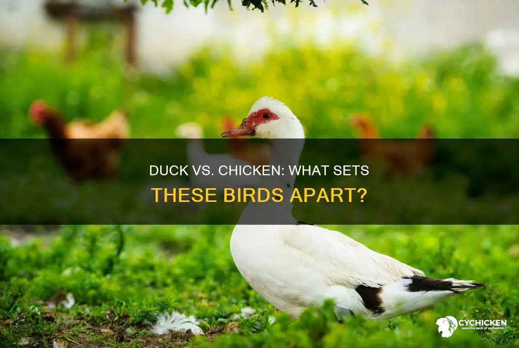Duck Vs. Chicken: What Sets These Birds Apart? | CyChicken