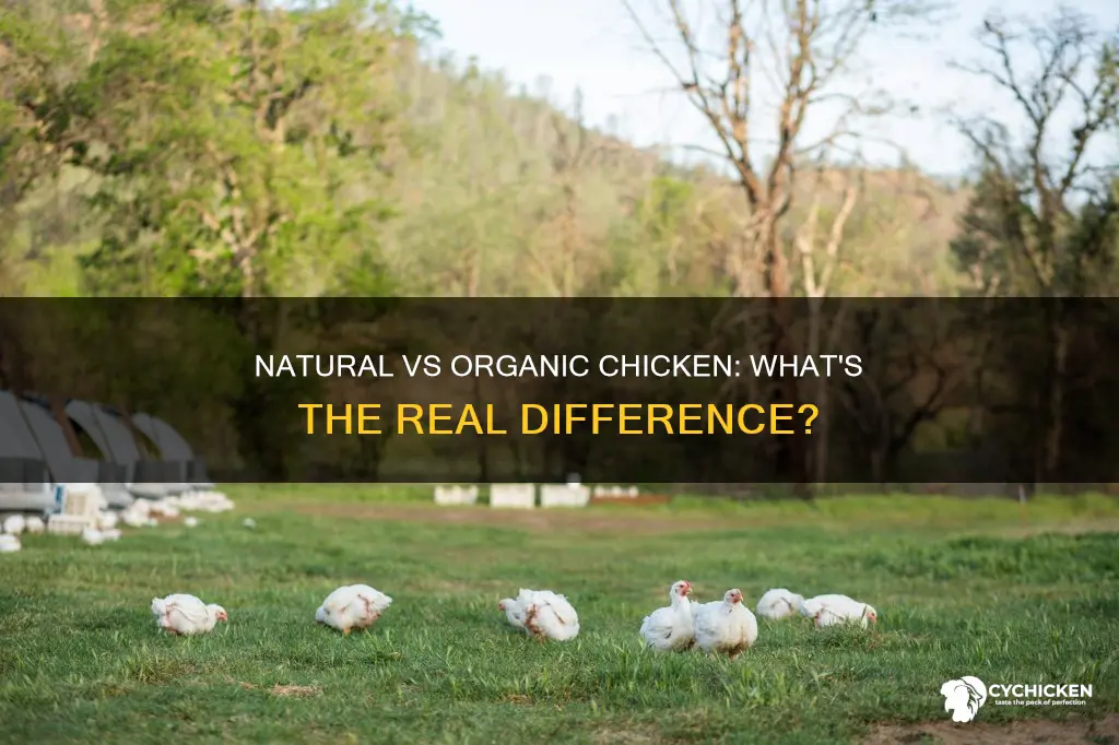 Natural Vs Organic Chicken: What's The Real Difference? | CyChicken