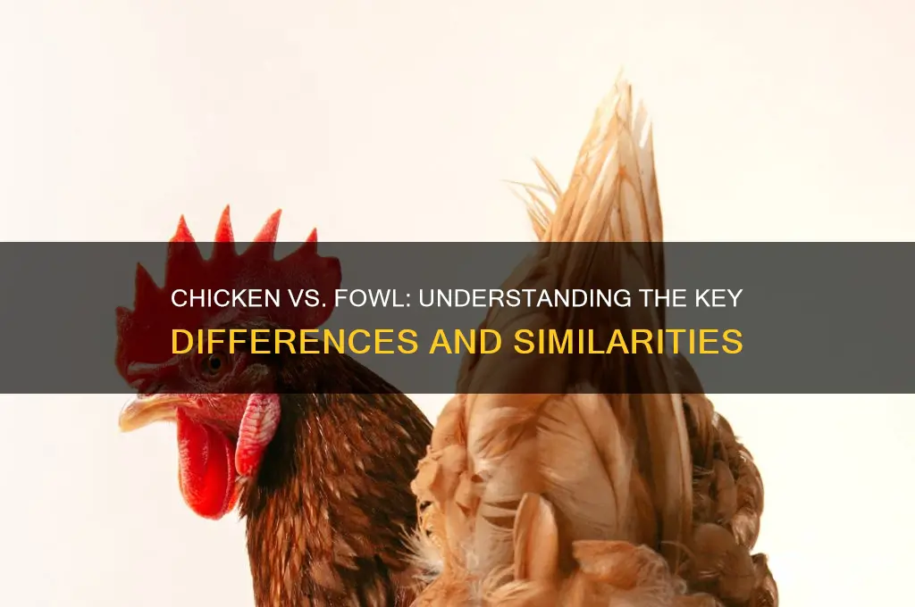 Chicken Vs. Fowl: Understanding The Key Differences And Similarities ...