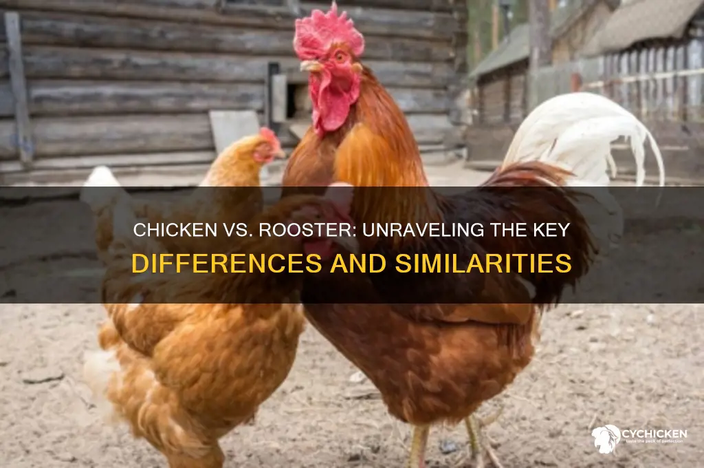 Chicken Vs. Rooster: Unraveling The Key Differences And Similarities ...