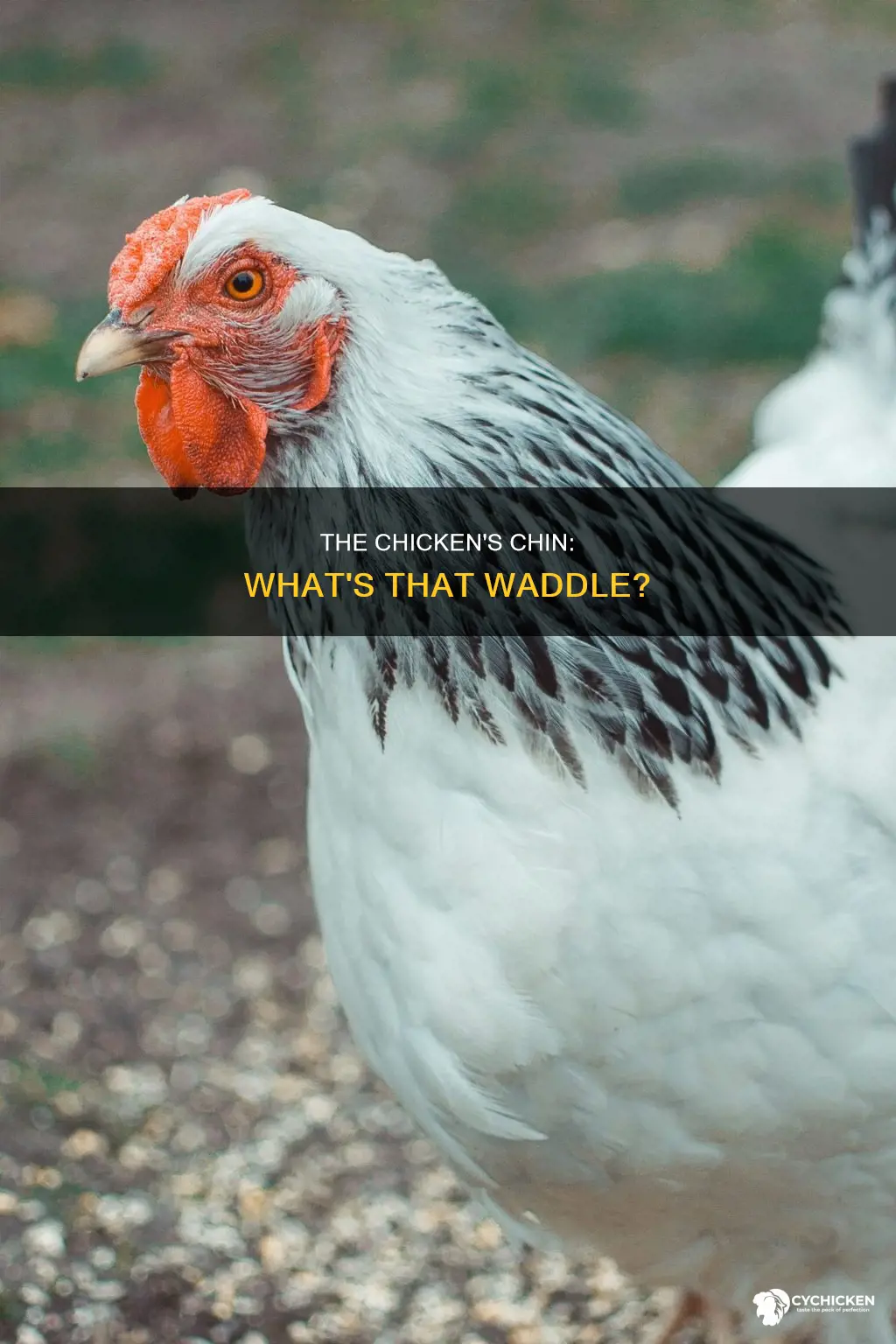 The Chicken's Chin: What's That Waddle? | CyChicken