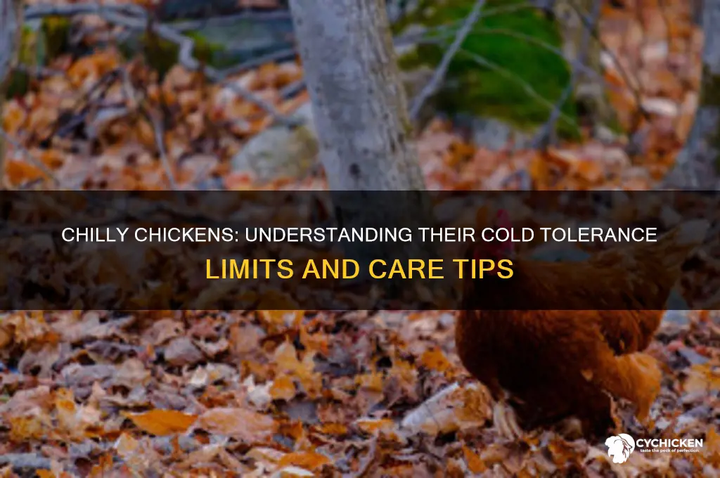 Chilly Chickens: Understanding Their Cold Tolerance Limits And Care ...