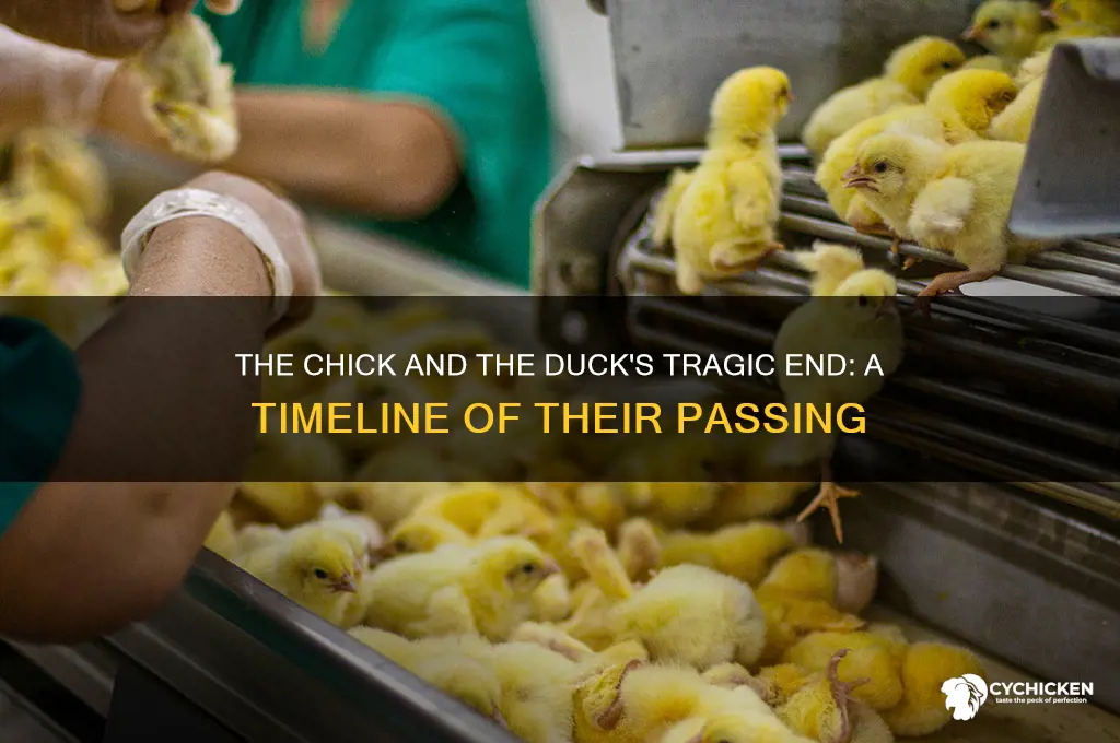 The Chick And The Duck's Tragic End: A Timeline Of Their Passing ...
