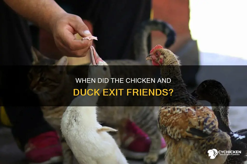When Did The Chicken And Duck Exit Friends? | CyChicken