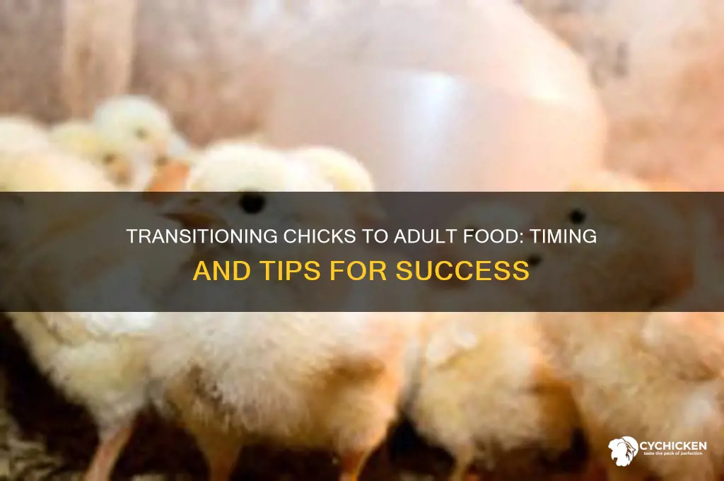 Transitioning Chicks To Adult Food: Timing And Tips For Success | CyChicken