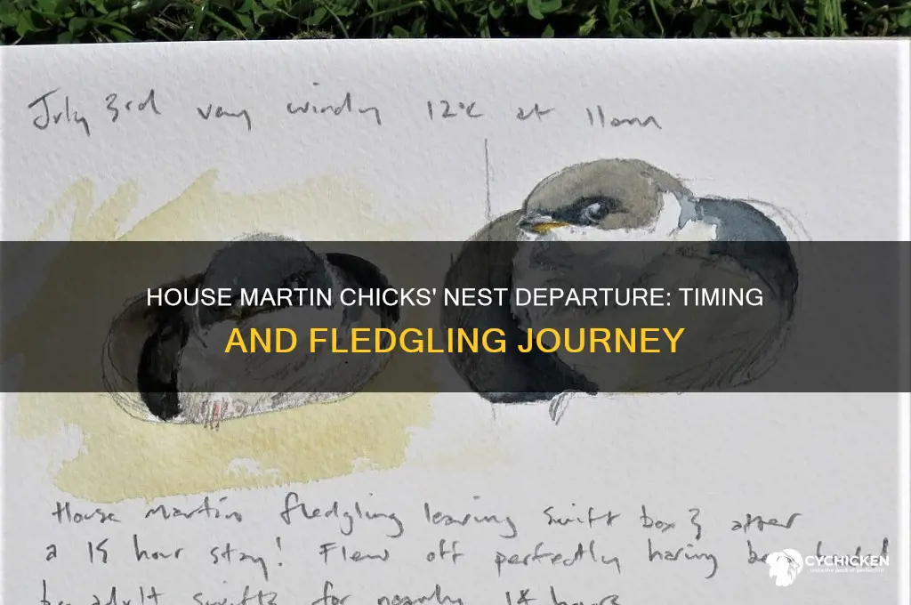 House Martin Chicks' Nest Departure: Timing And Fledgling Journey ...