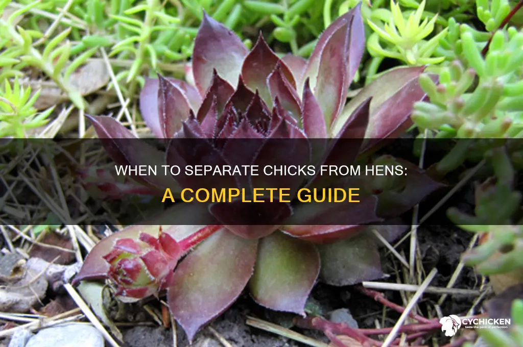 When To Separate Chicks From Hens: A Complete Guide | CyChicken