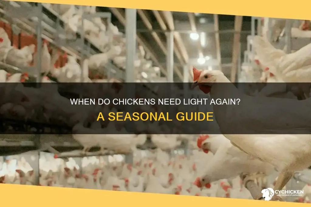 When Do Chickens Need Light Again? A Seasonal Guide | CyChicken