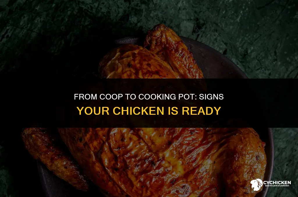 From Coop To Cooking Pot: Signs Your Chicken Is Ready | CyChicken