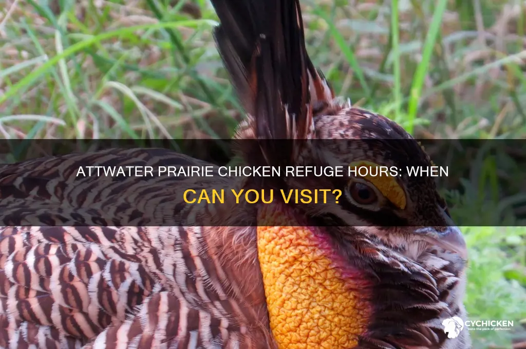 Attwater Prairie Chicken Refuge Hours: When Can You Visit? | CyChicken