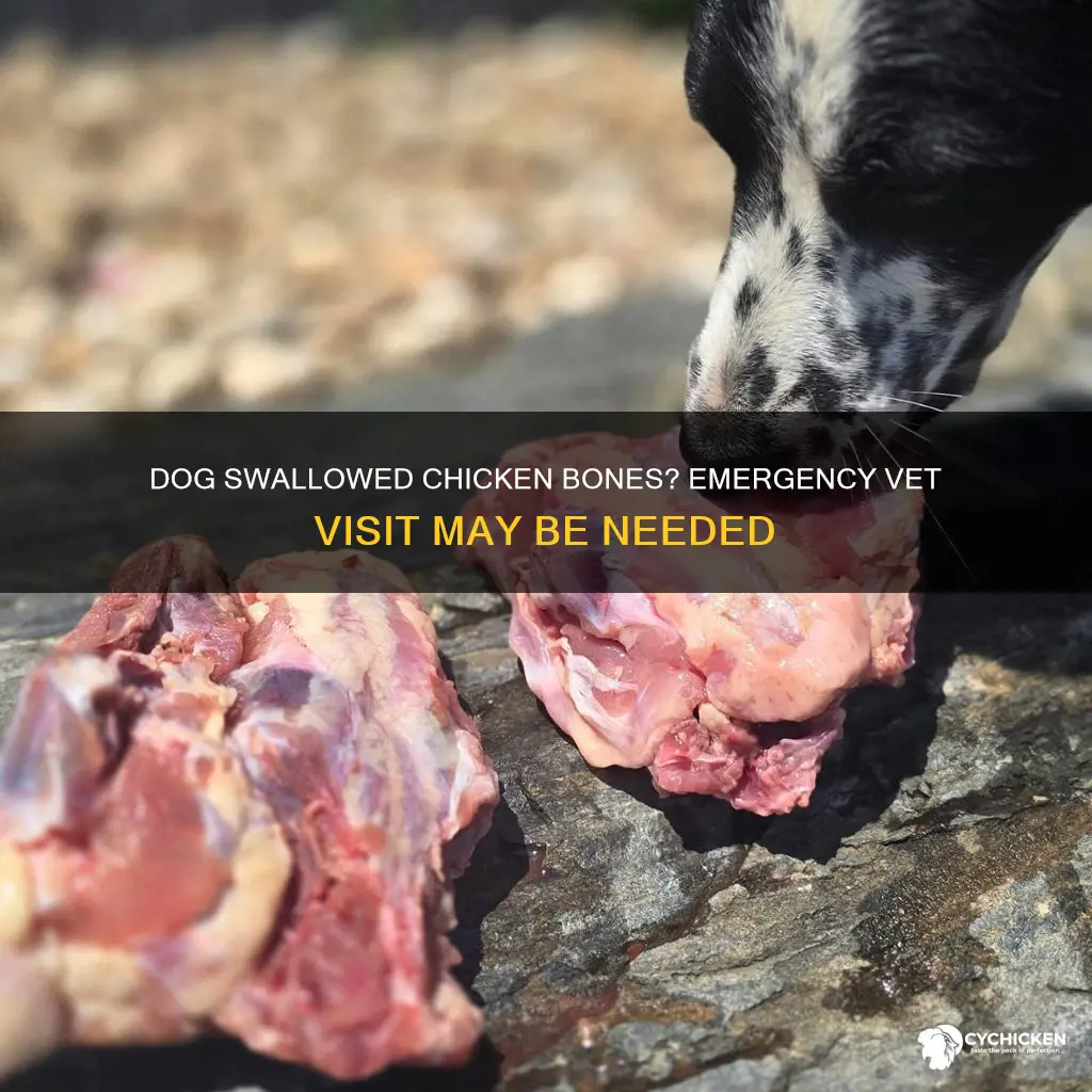 Dog Swallowed Chicken Bones? Emergency Vet Visit May Be Needed | CyChicken