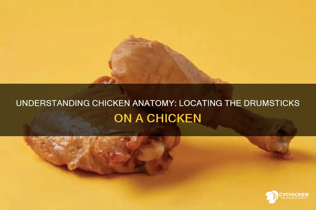 Understanding Chicken Anatomy: Locating The Drumsticks On A Chicken ...