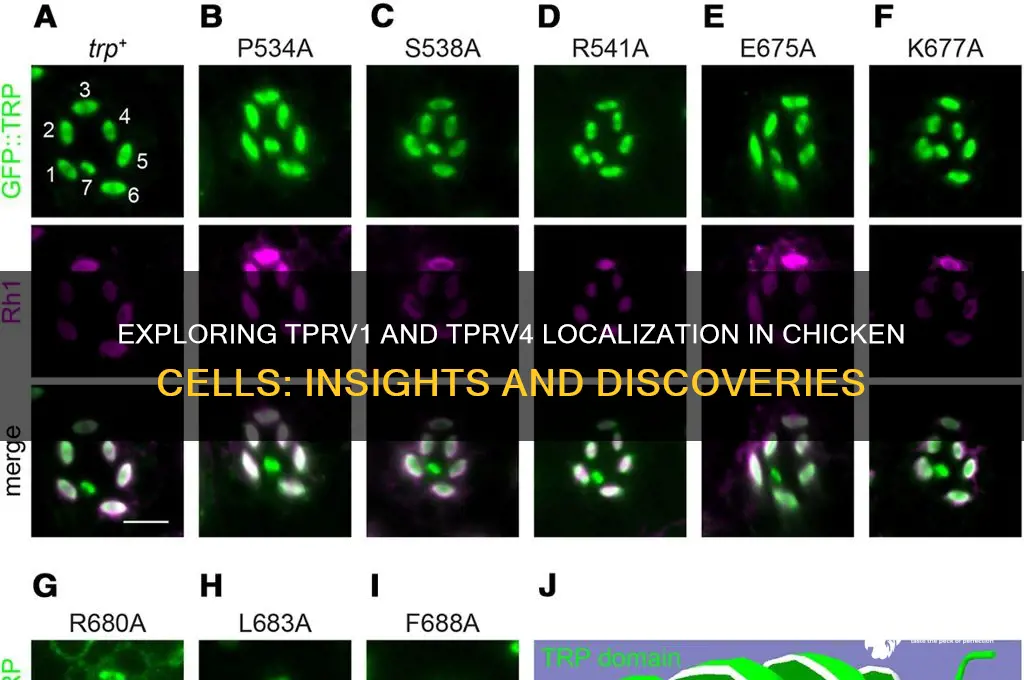 Exploring Tprv1 And Tprv4 Localization In Chicken Cells: Insights And ...