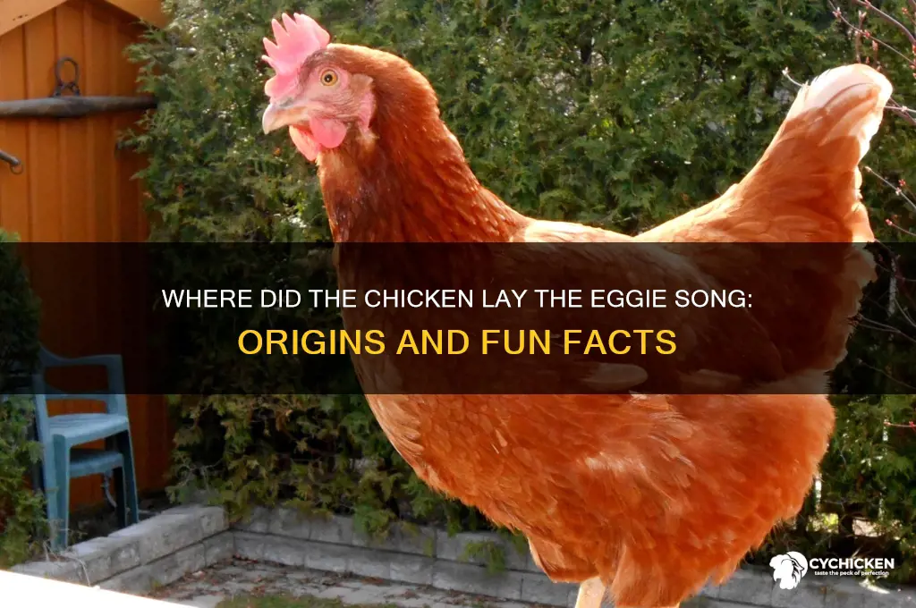 Where Did The Chicken Lay The Eggie Song: Origins And Fun Facts | CyChicken