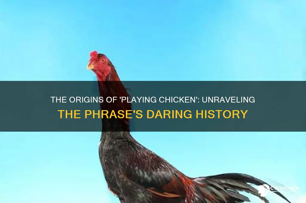 The Origins Of 'Playing Chicken': Unraveling The Phrase's Daring ...