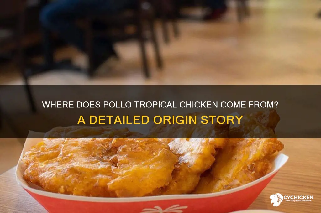 Where Does Pollo Tropical Chicken Come From? A Detailed Origin Story ...