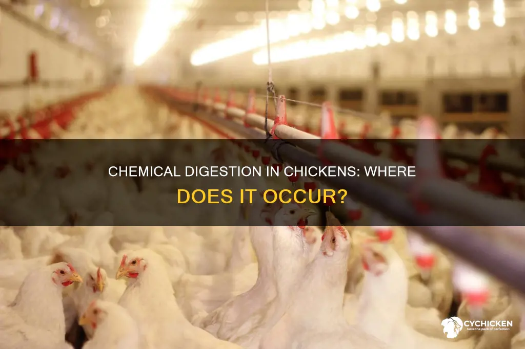 Chemical Digestion In Chickens: Where Does It Occur? | CyChicken