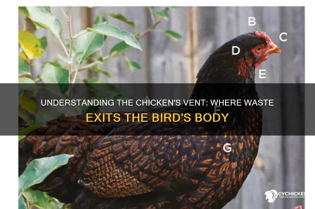 Understanding The Chicken's Vent: Where Waste Exits The Bird's Body ...