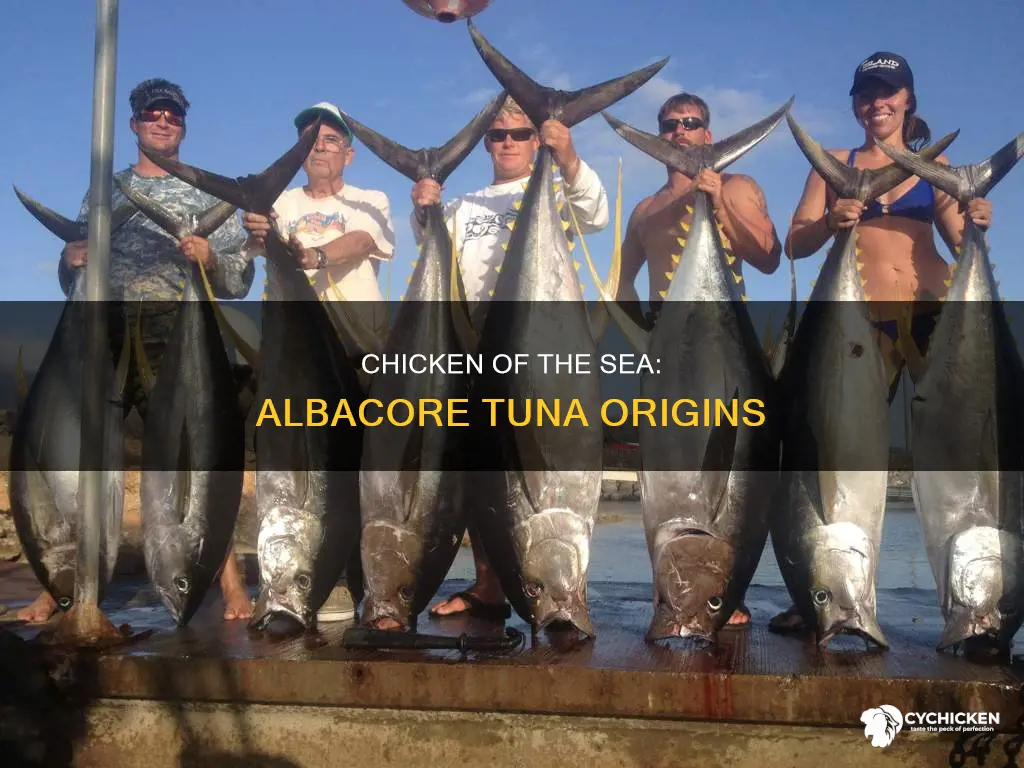 Chicken Of The Sea: Albacore Tuna Origins | CyChicken