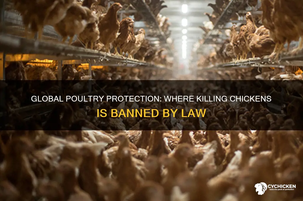 Global Poultry Protection: Where Killing Chickens Is Banned By Law ...