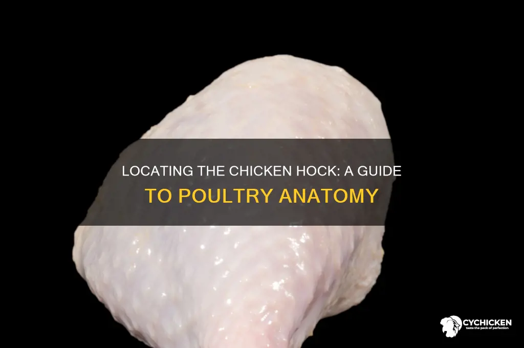 Locating The Chicken Hock: A Guide To Poultry Anatomy | CyChicken