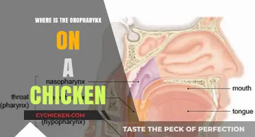 Locating The Chicken Hock: A Guide To Poultry Anatomy | CyChicken