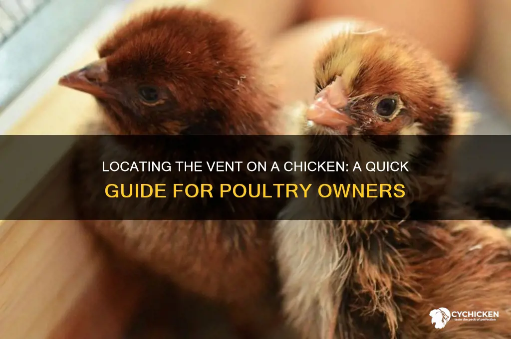 Locating The Vent On A Chicken: A Quick Guide For Poultry Owners ...