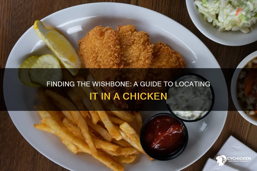 Finding The Wishbone: A Guide To Locating It In A Chicken | CyChicken