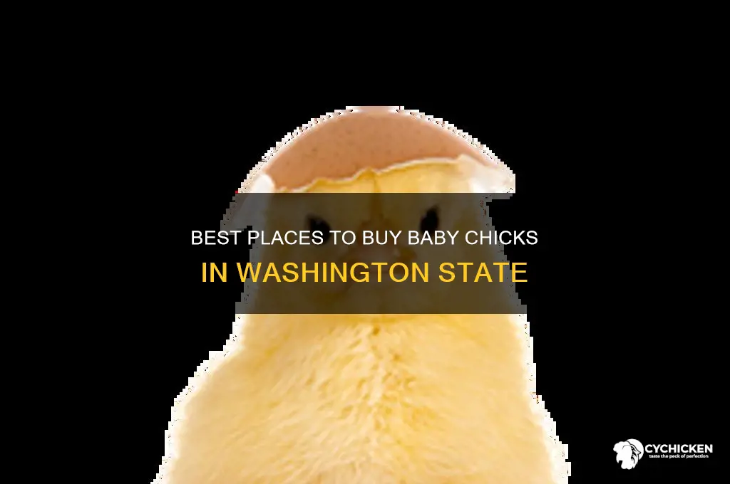 Best Places To Buy Baby Chicks In Washington State | CyChicken
