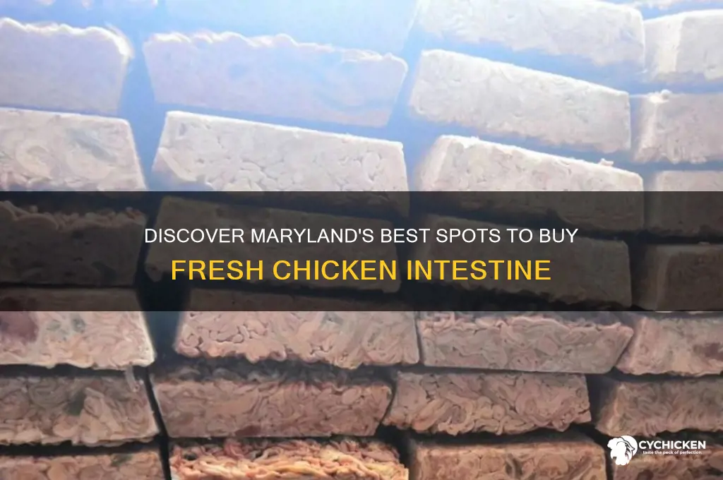 Discover Maryland's Best Spots To Buy Fresh Chicken Intestine | CyChicken