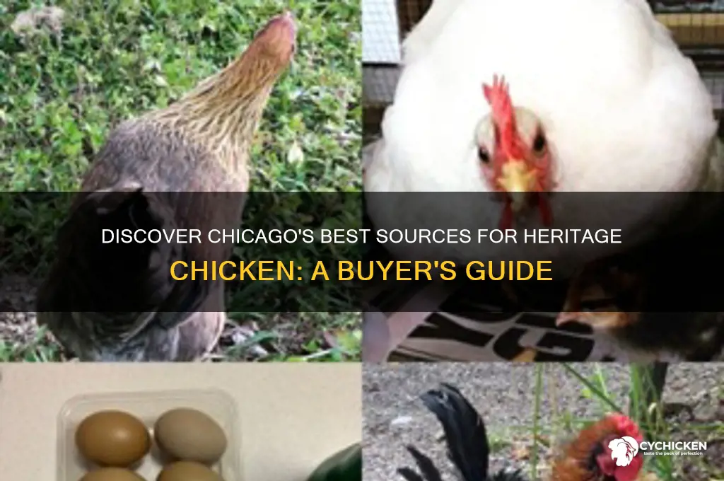 Discover Chicago's Best Sources For Heritage Chicken: A Buyer's Guide ...