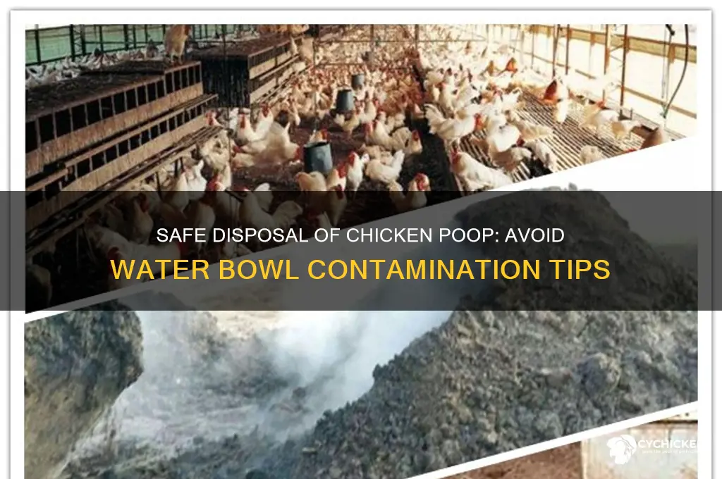 Safe Disposal Of Chicken Poop: Avoid Water Bowl Contamination Tips ...