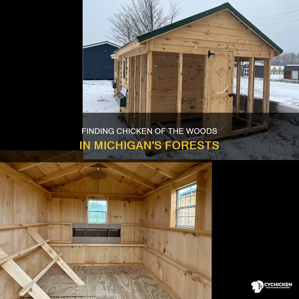 Finding Chicken Of The Woods In Michigan's Forests | CyChicken