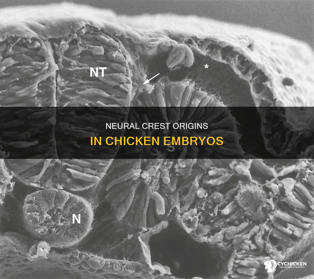 Neural Crest Origins In Chicken Embryos | CyChicken