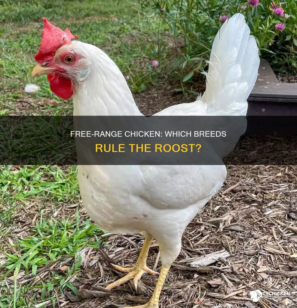 Free-Range Chicken: Which Breeds Rule The Roost? | CyChicken