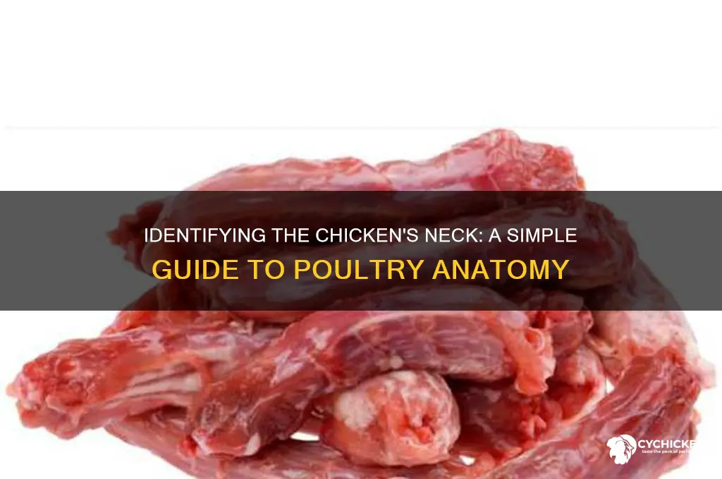 Identifying The Chicken's Neck: A Simple Guide To Poultry Anatomy ...